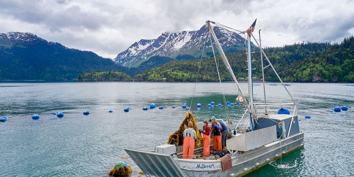 Meet Alaska Shellfish Farms – Daybreak Seaweed Co